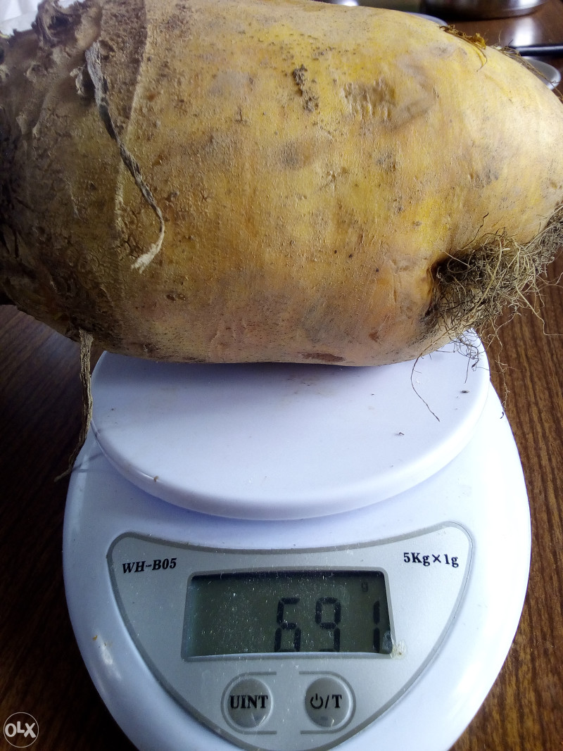 Sjeme stočne repe sjeme stočna repa 200 grama - Sjemena - OLX.ba