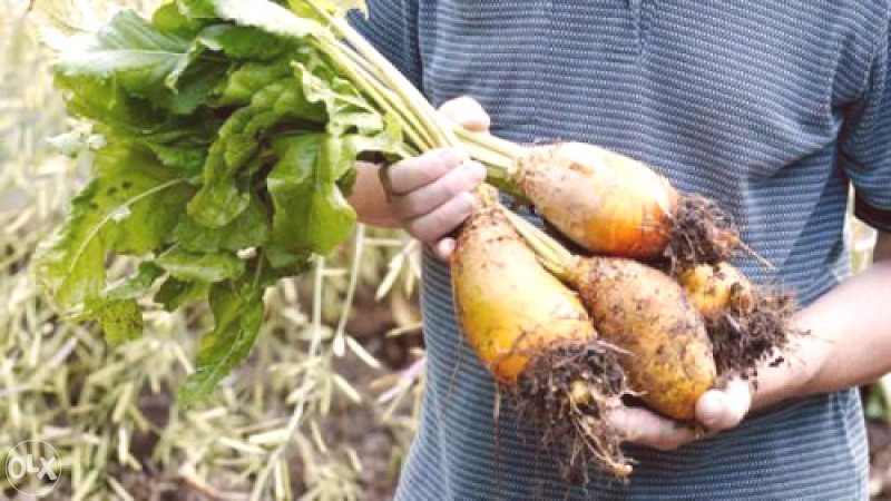 Sjeme stočne repe sjeme stočna repa 200 grama - Sjemena - OLX.ba