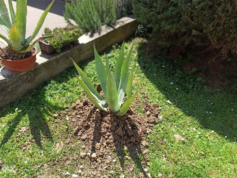 KAKTUS AGAVA - Sadnice - OLX.ba