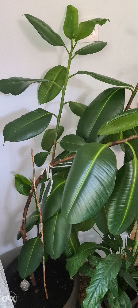 FIKUS elastica, gumijevac, biljka, cvijeće - Biljke i cvijeće - OLX.ba