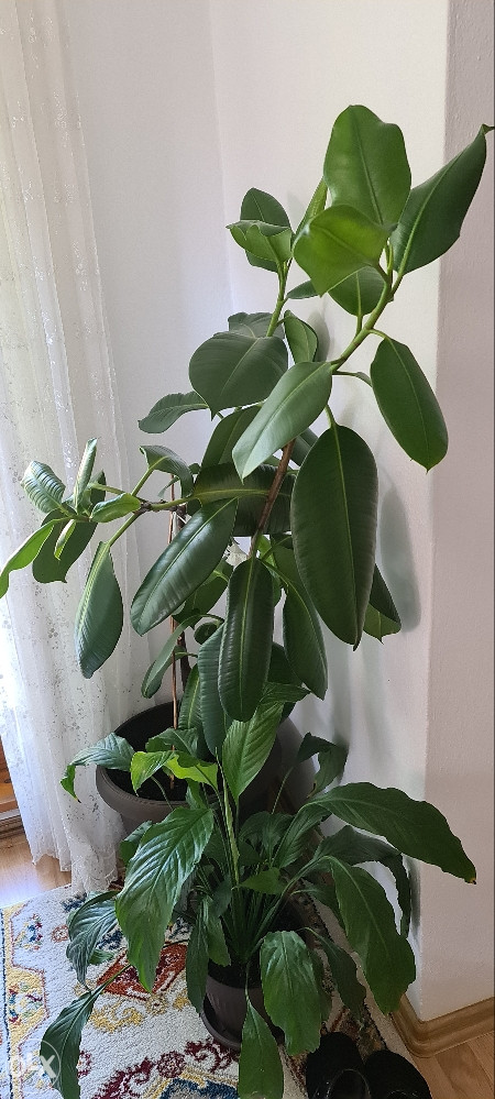 FIKUS elastica, gumijevac, biljka, cvijeće - Biljke i cvijeće - OLX.ba