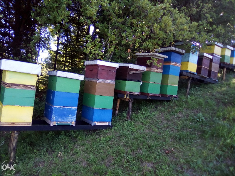 Pcele- pcelinja drustva i rojevi - Pčele - OLX.ba