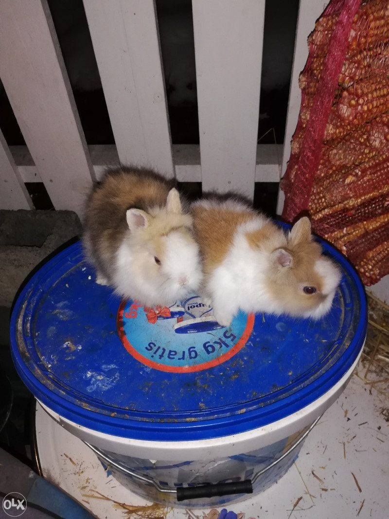 IDEALAN POKLON LAVLJA GLAVA ZEKE ZEČEVI KUNIĆI - Zečevi - OLX.ba