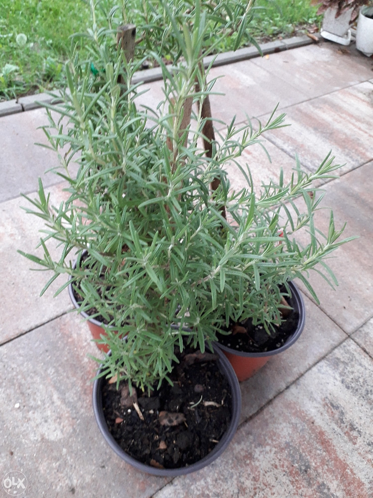 Ruzmarin u saksiji - Sadnice - OLX.ba