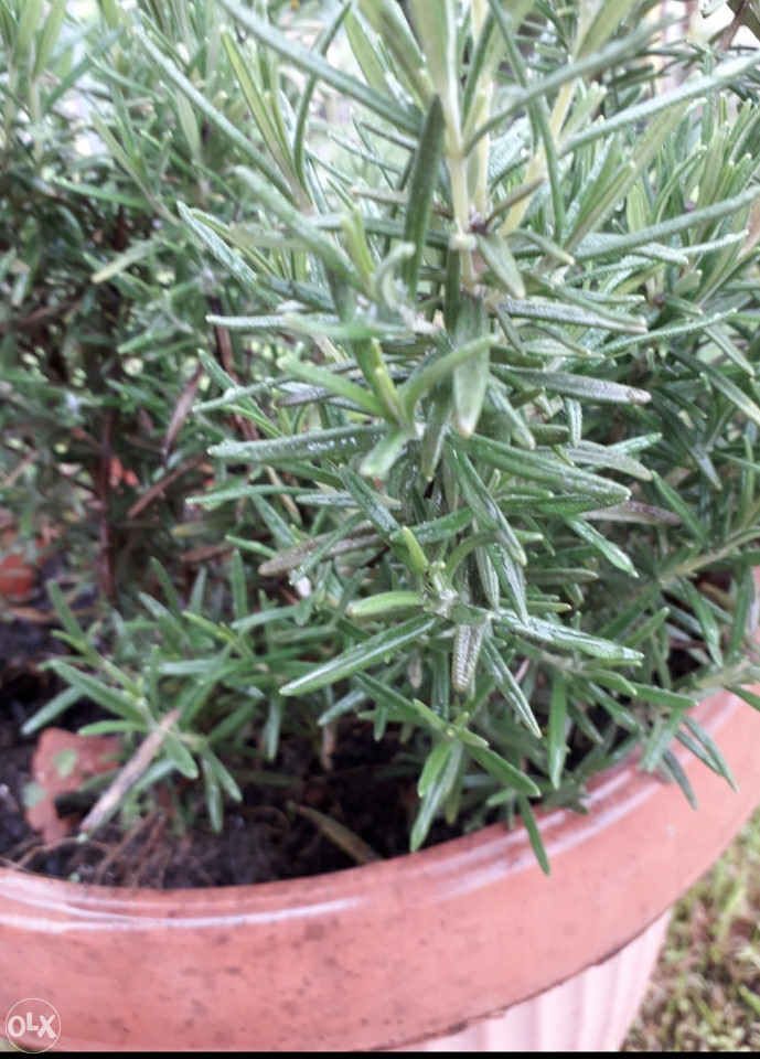 Ruzmarin u saksiji - Sadnice - OLX.ba