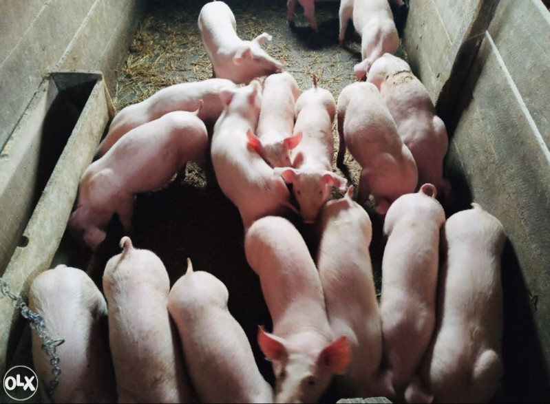 Prasad-Svinje-Prasici 1 kg 13 km Musko Garancija - Svinje - OLX.ba