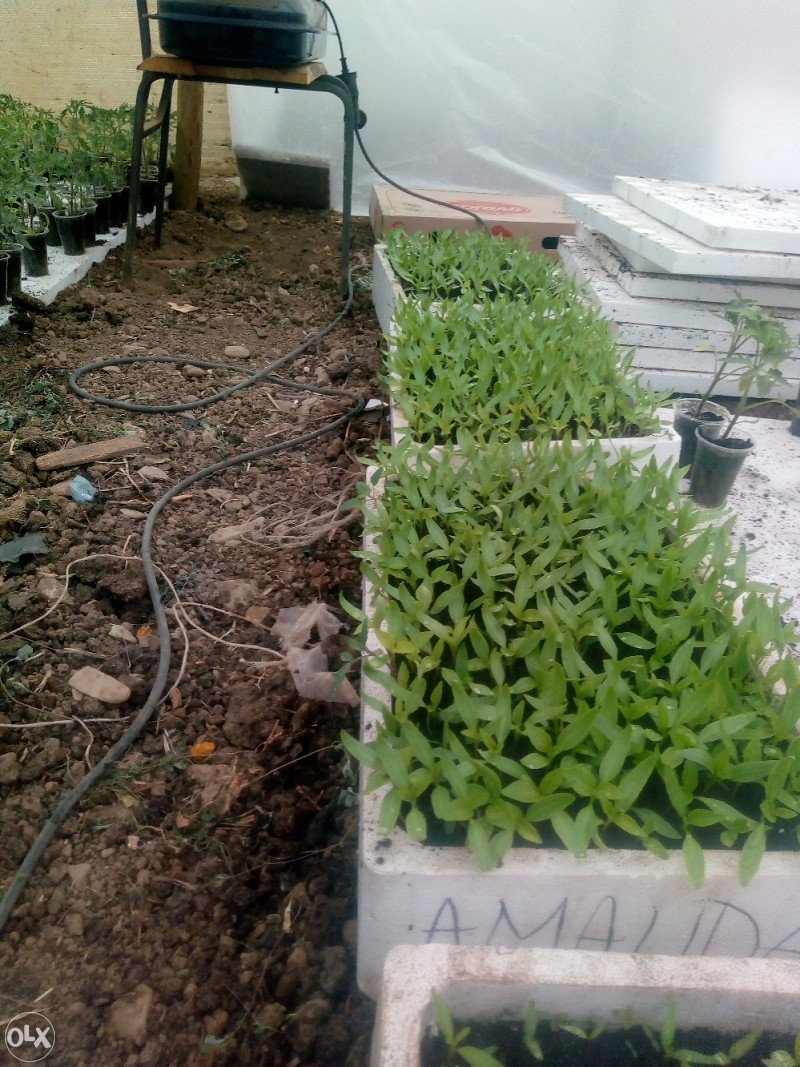 Nepikirana hibridna rasada - Sadnice - OLX.ba