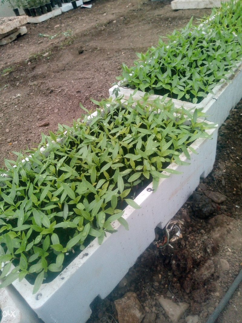 Nepikirana hibridna rasada - Sadnice - OLX.ba