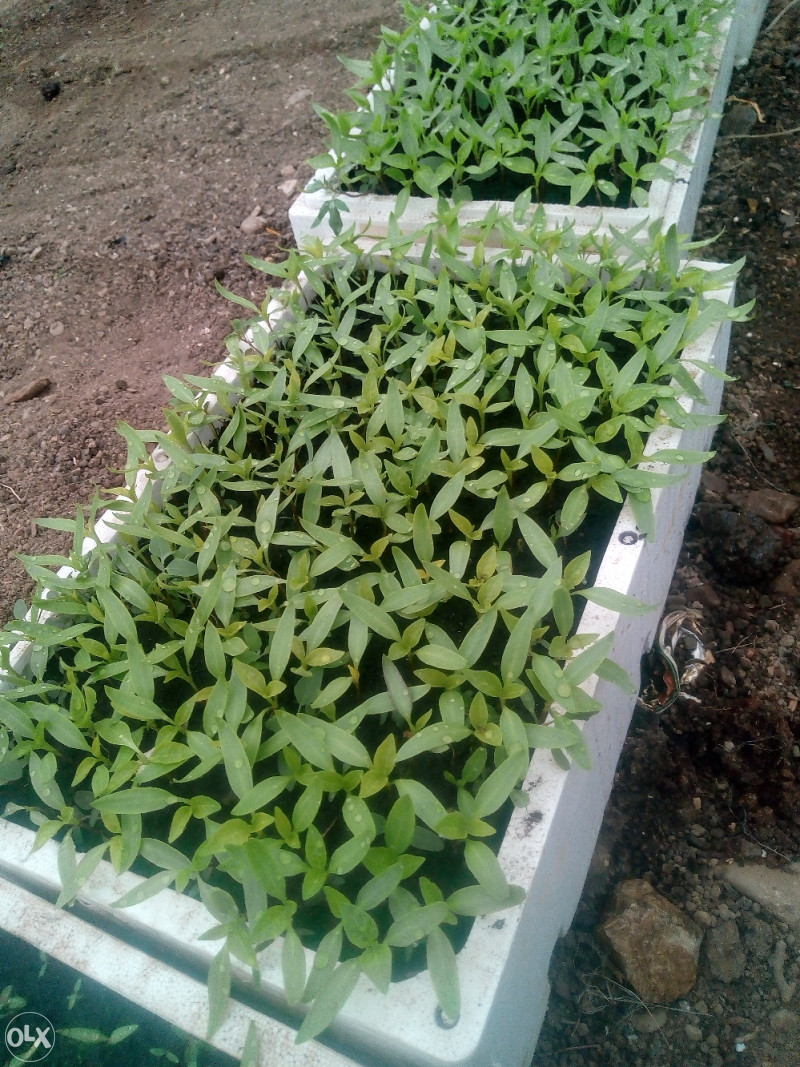 Nepikirana hibridna rasada - Sadnice - OLX.ba