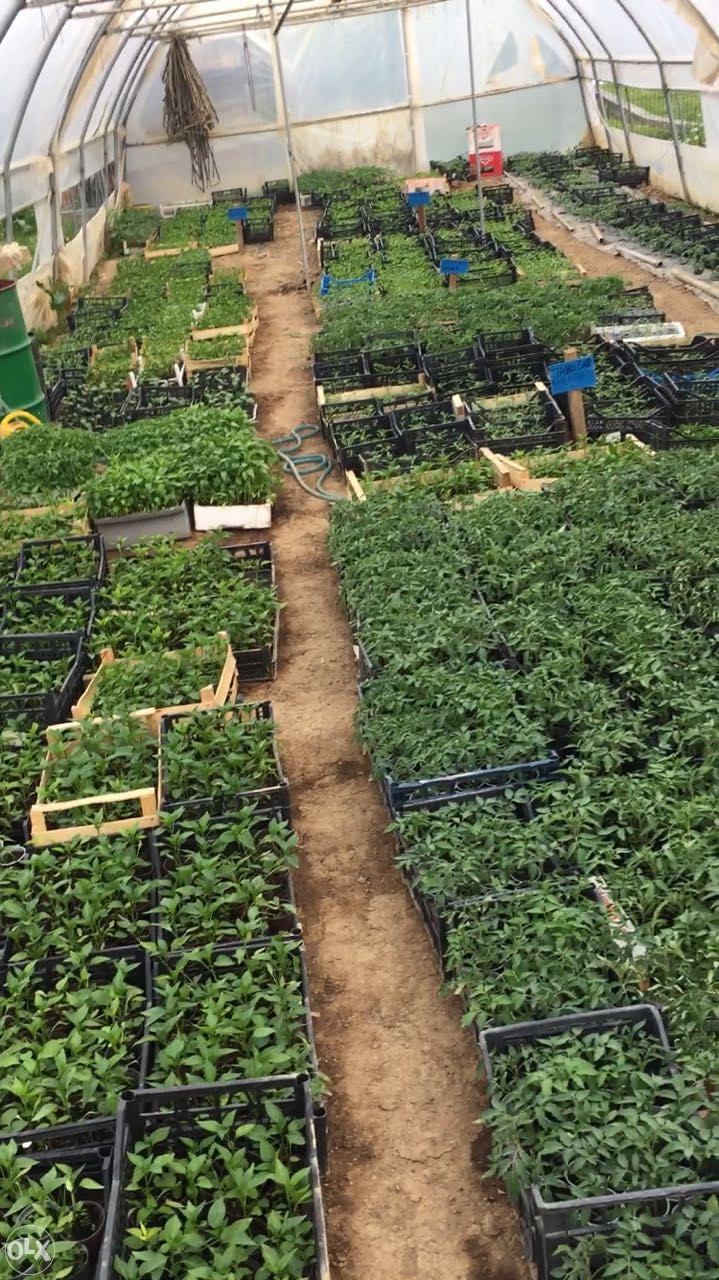 Rasad, rasada,sadnice Isoč.Sarajevo - Sadnice - OLX.ba