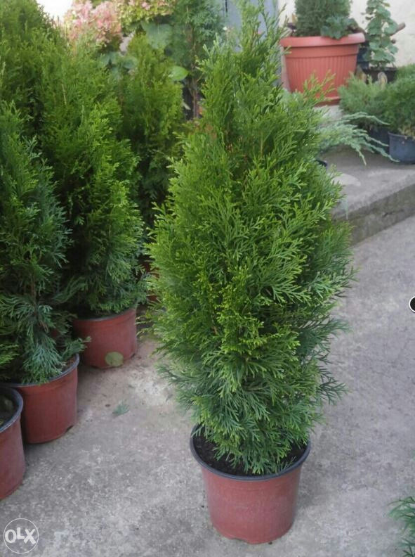 Tuja smaragd tuje, čempresi - Sadnice - OLX.ba