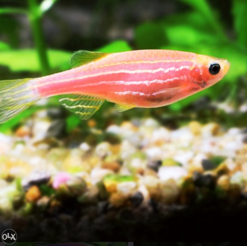 Zebrice roze - Ribice - OLX.ba