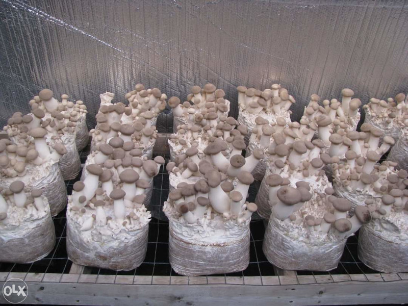 Kraljevska Bukovača | Pleurotus eryngii | 5L Micelij - Ostalo - OLX.ba
