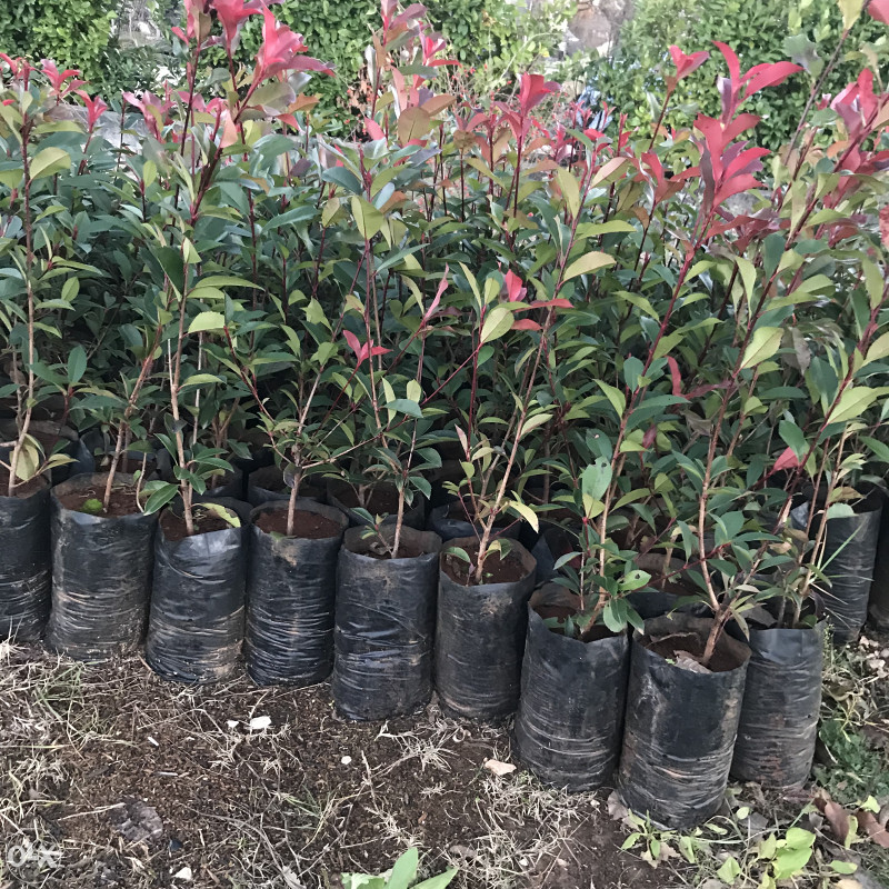 Photinia fotinija živa ograda - Biljke i cvijeće - OLX.ba