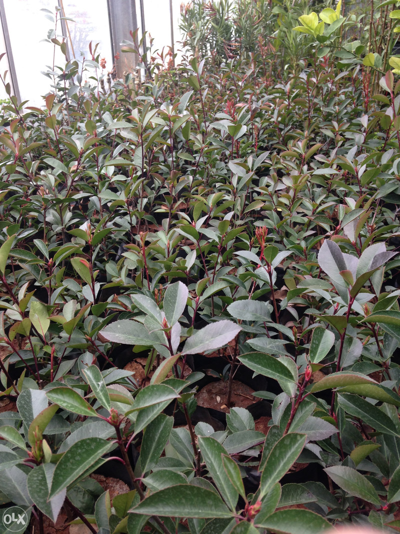 Photinia (fotinija živa ograda) - Biljke i cvijeće - OLX.ba