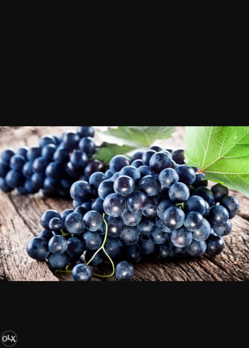 Domaća loza ( grozda) - Rakije - OLX.ba