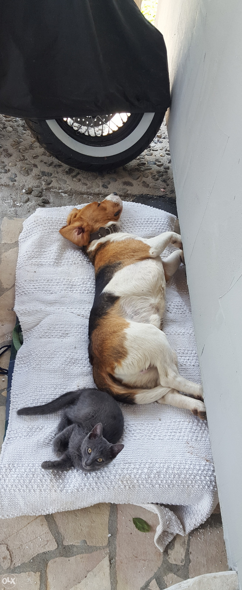 (LOVACKI)kućni pas Bigl trobojac trazim - Potražnja - OLX.ba