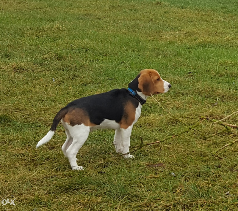 (LOVACKI)kućni pas Bigl trobojac trazim - Potražnja - OLX.ba