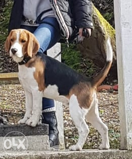 (LOVACKI)kućni pas Bigl trobojac trazim - Potražnja - OLX.ba