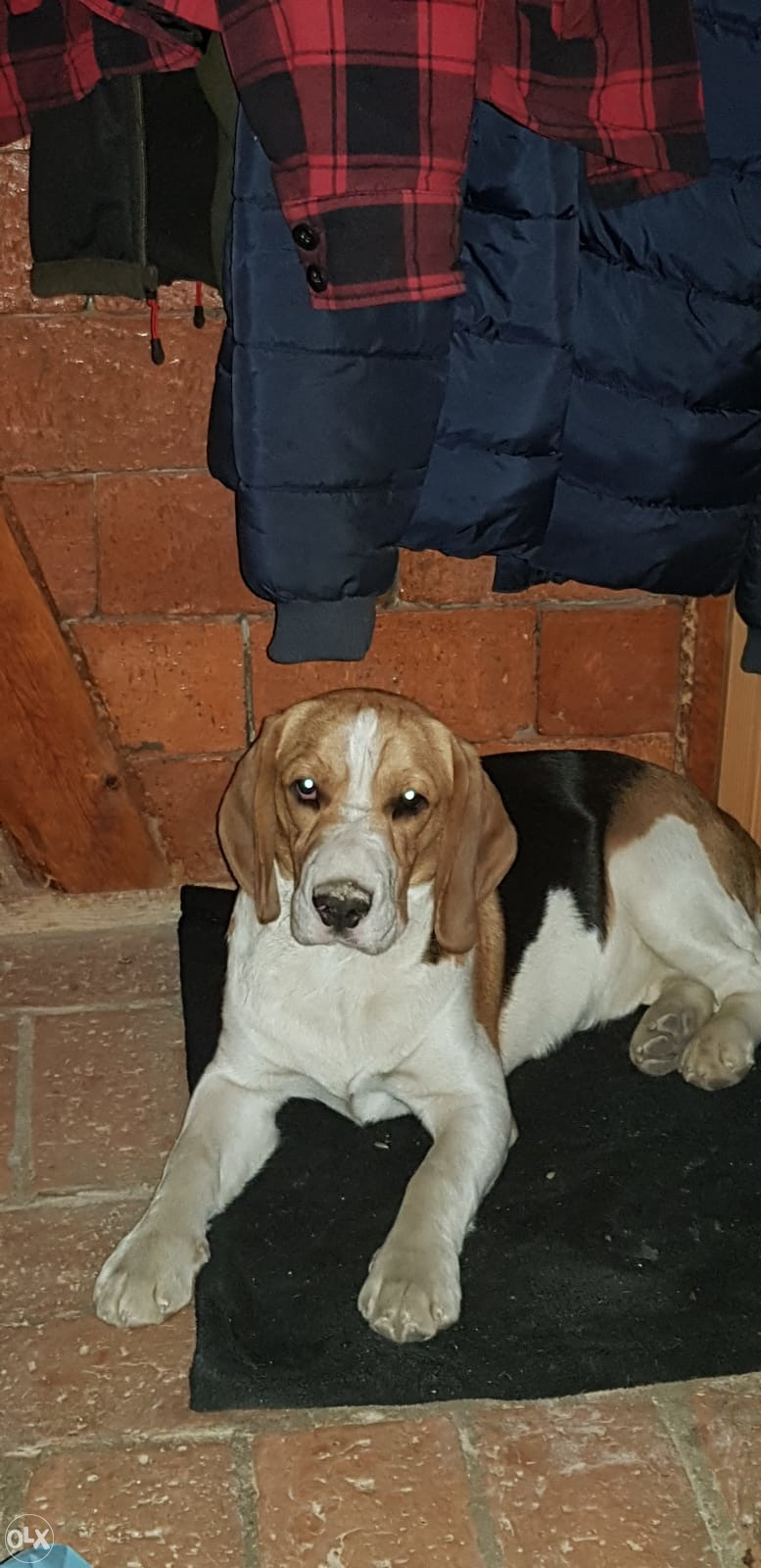 (LOVACKI)kućni pas Bigl trobojac trazim - Potražnja - OLX.ba