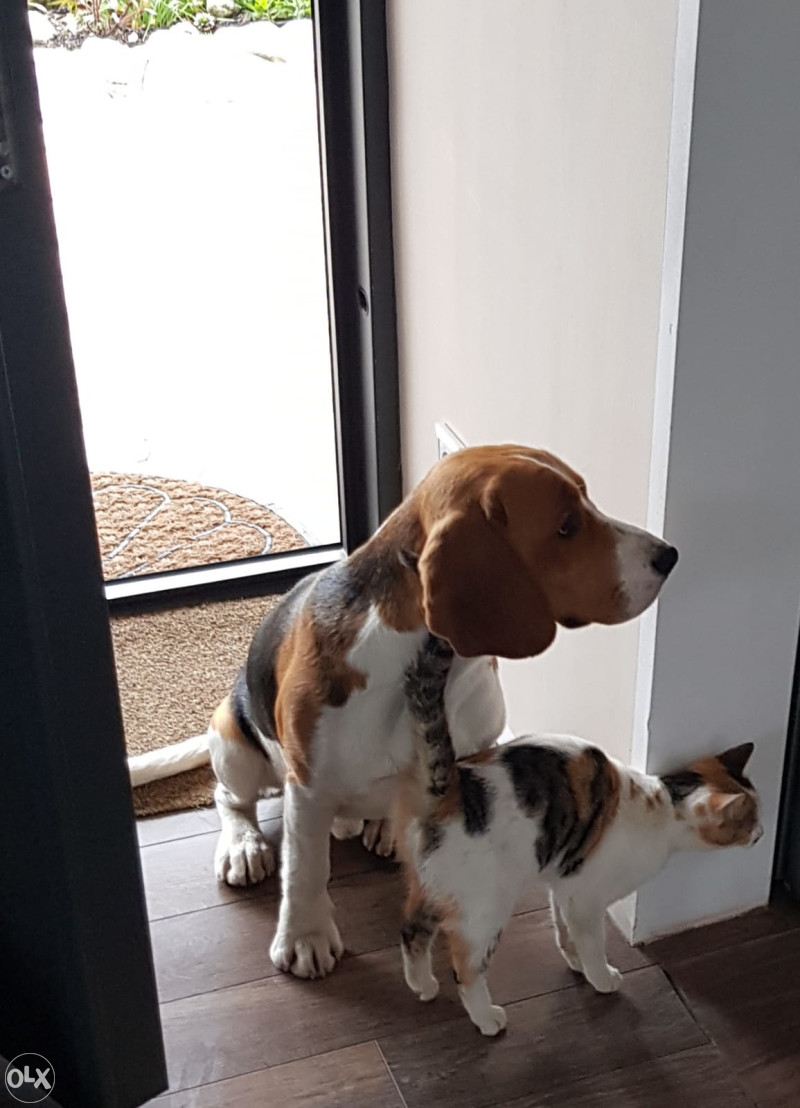 (LOVACKI)kućni pas Bigl trobojac trazim - Potražnja - OLX.ba