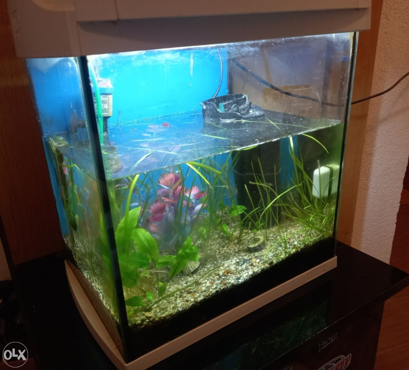 Tetra akvarij komplet - Akvarijumi - OLX.ba
