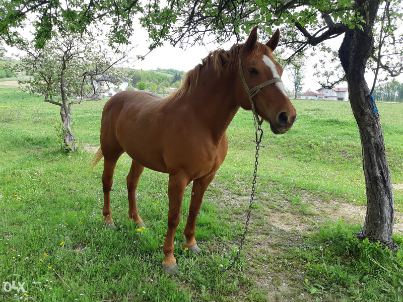 Kobila/Konj na prodaju - Konji - OLX.ba