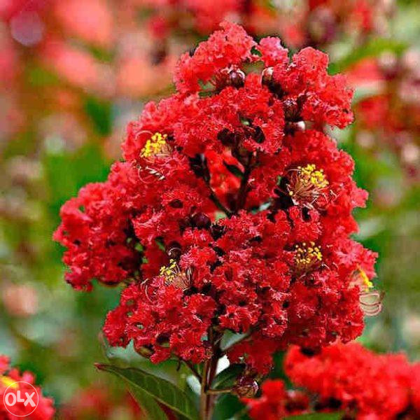 Indijski jorgovan - Lagerstroemia indica - Sadnice - OLX.ba