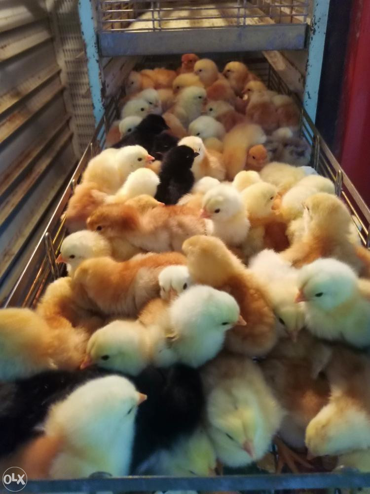 Pilići/Domaci pilići/ - Kokoške - OLX.ba