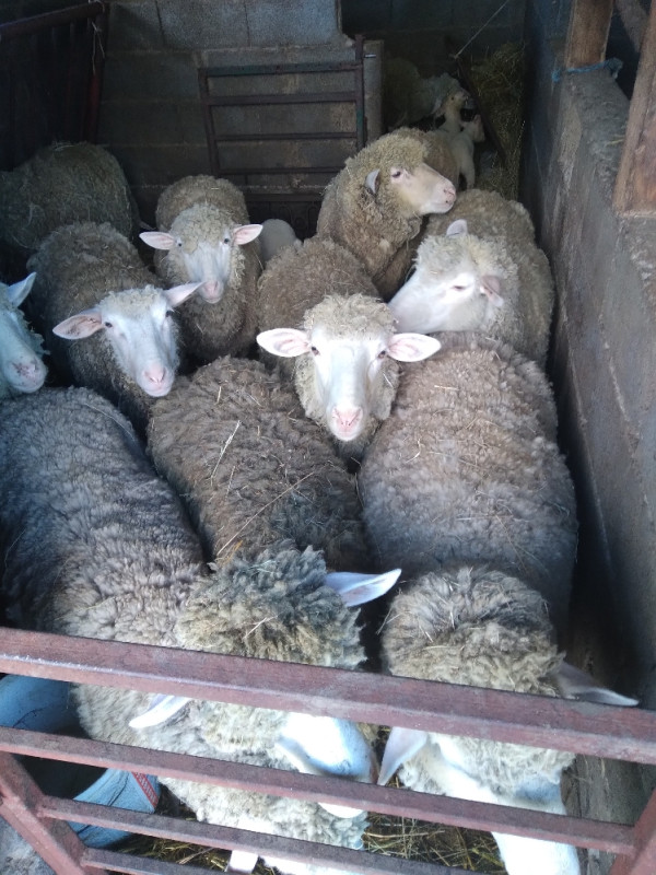 Ovce il de franc i Ovan Il De Franc - Ovce - OLX.ba