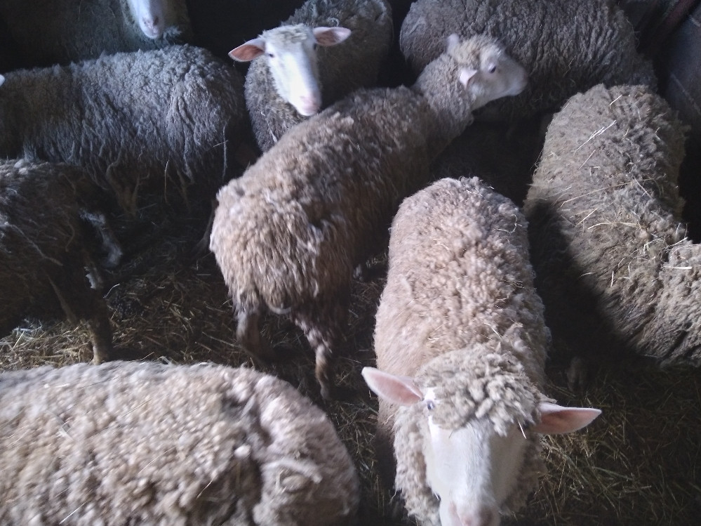 Ovce il de franc i Ovan Il De Franc - Ovce - OLX.ba