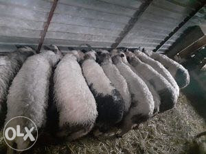 Domaci Janjci-Jagnjad-Janje - Ovce - OLX.ba