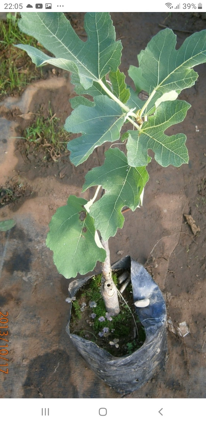 Sadnice smokve - Sadnice - OLX.ba