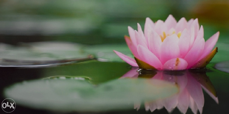 Lotus - bilje za vrtno jezerce - Biljke i cvijeće - OLX.ba