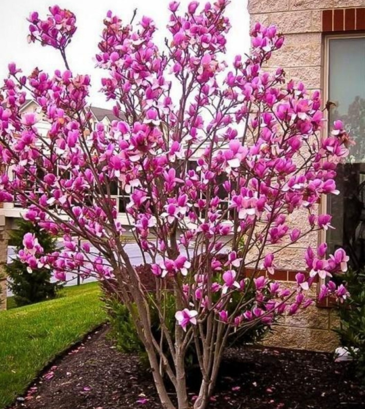 Sadnice magnolije, magnolija, trogodišnje i četverogodi - Sadnice - OLX.ba