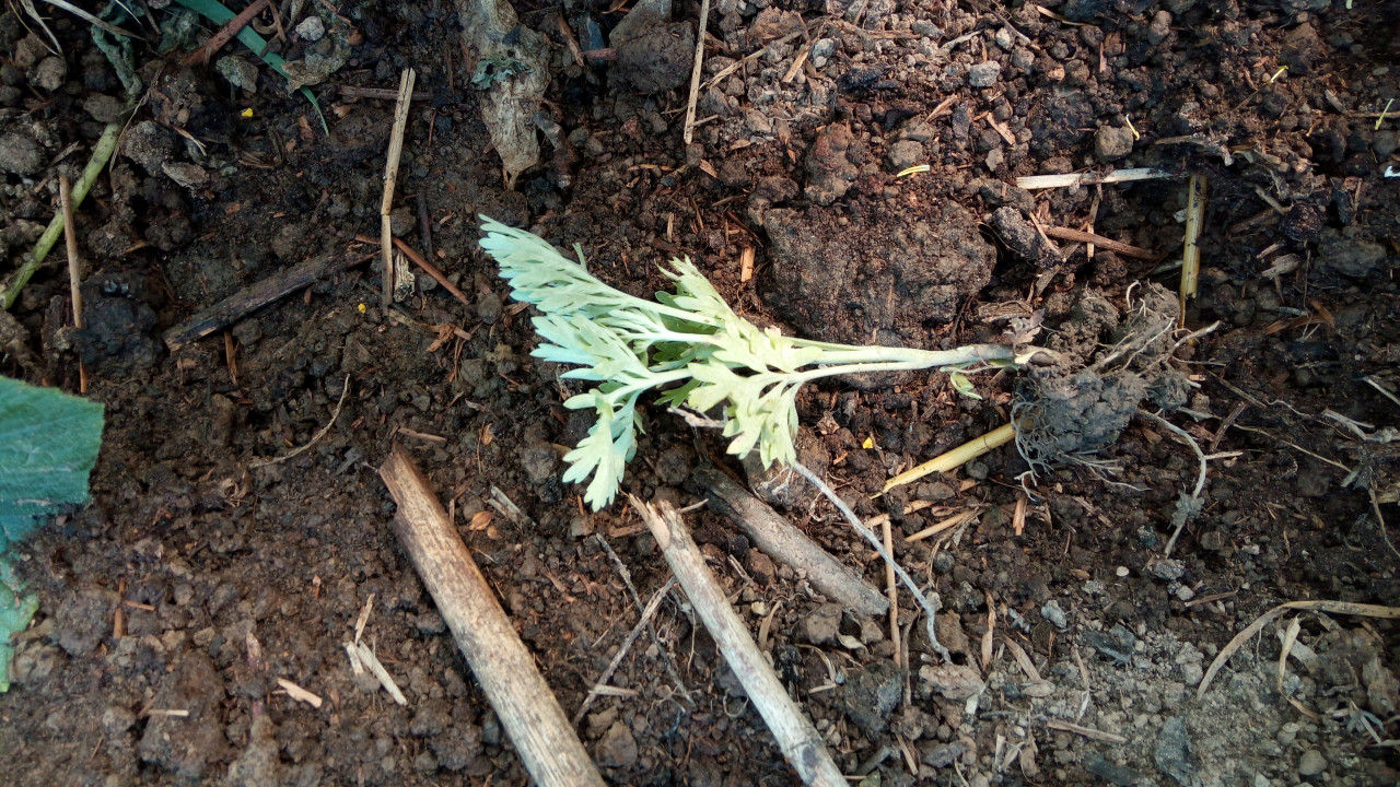 Sadnice rasada Gorkog Pelina, Pelin, izrazito ljekovito - Sadnice - OLX.ba