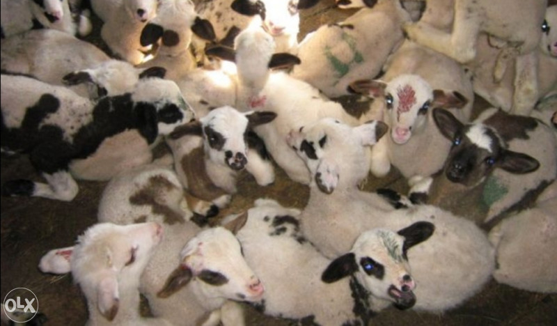 Jagnjad janjad ovce - Ovce - OLX.ba