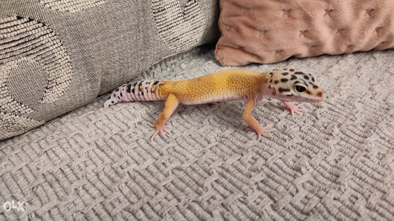 Leopard gekon(mladi) - Ostalo - OLX.ba