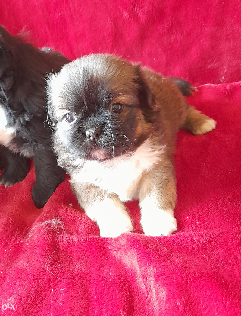 Pekinezeri,cijepljeni Čapljina, originalni,štenci - Psi i Štenad - OLX.ba