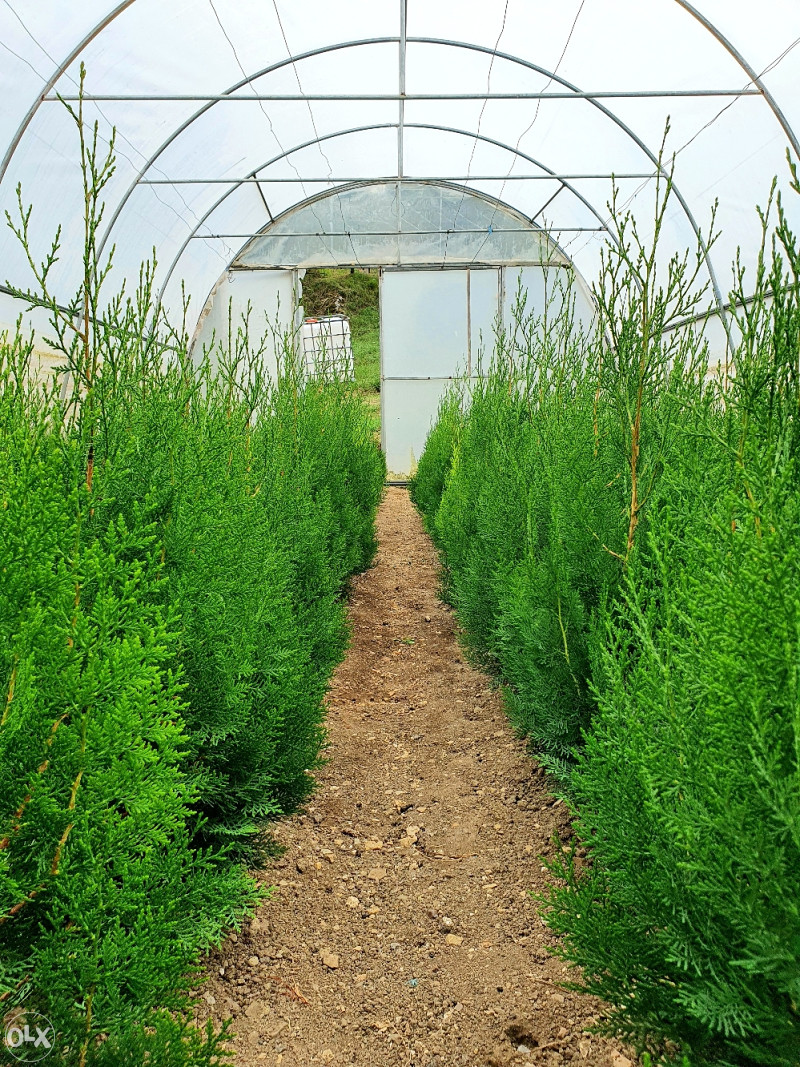 Čempresi, tuje, sadnice - Sadnice - OLX.ba