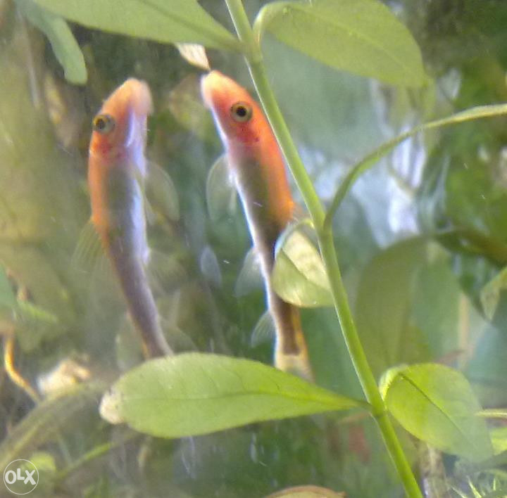 RIBICE AMONIJERI GOLD - Ribice - OLX.ba