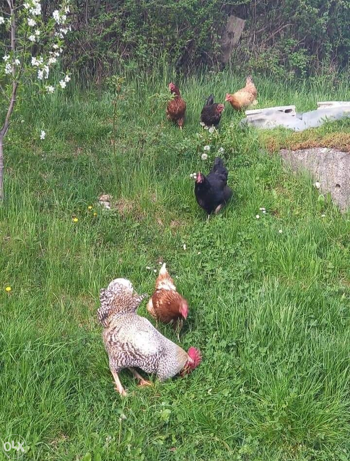 Svjeza domaca jaja - Jaja - OLX.ba