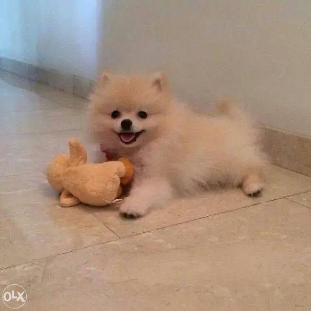 Pomeranac stenad - Psi i Štenad - OLX.ba