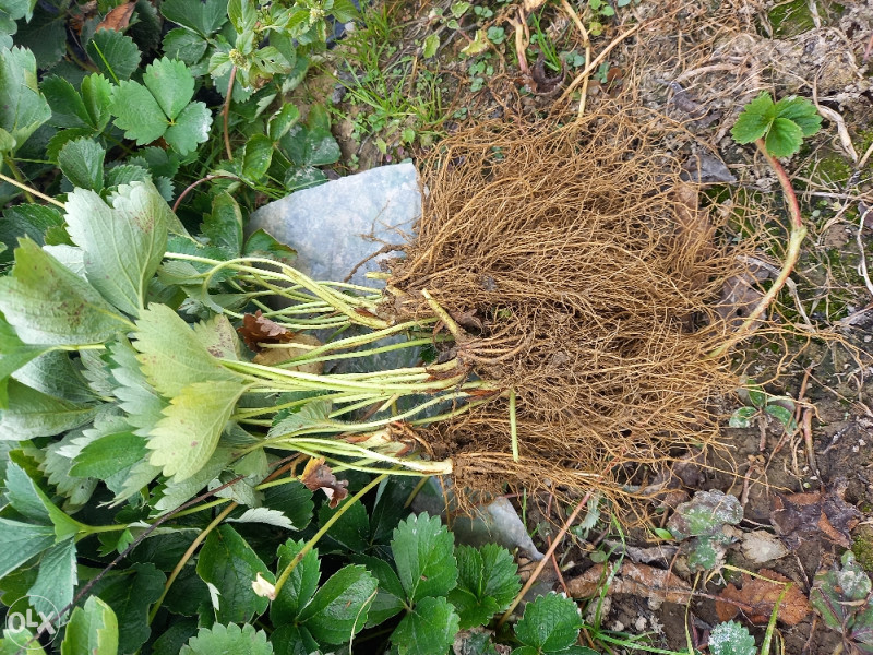 Sadnica jagode Sadnice jagoda (Frigo) - Sadnice - OLX.ba