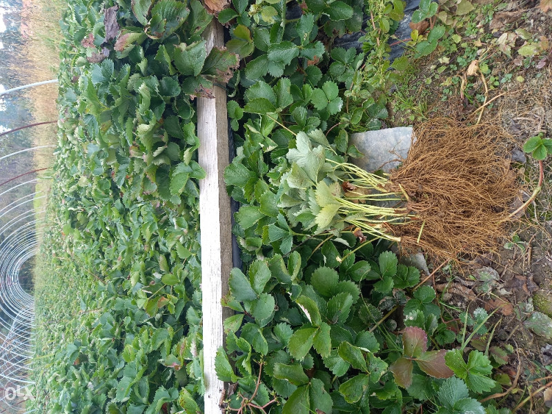 Sadnica jagode Sadnice jagoda (Frigo) - Sadnice - OLX.ba