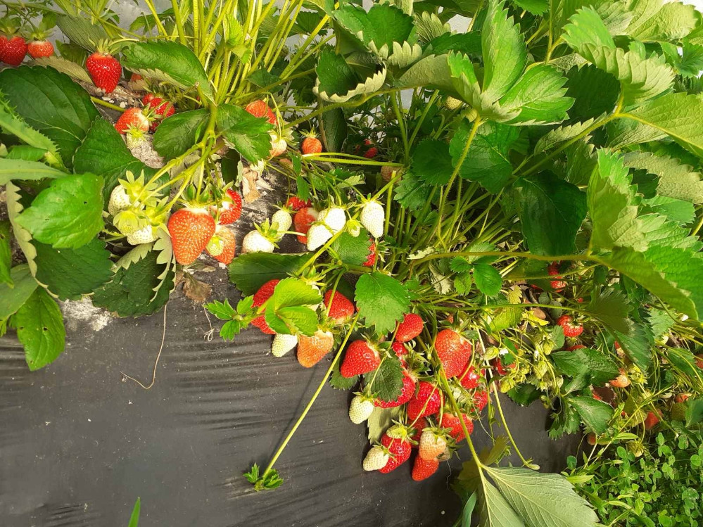 Sadnica jagode Sadnice jagoda (Frigo) - Sadnice - OLX.ba