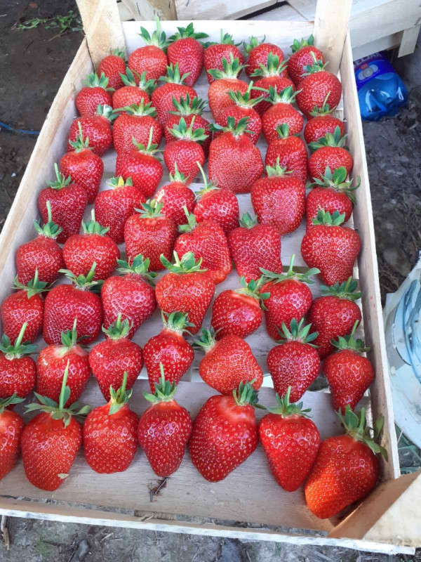 Sadnica jagode Sadnice jagoda (Frigo) - Sadnice - OLX.ba