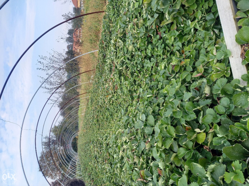 Sadnica jagode Sadnice jagoda (Frigo) - Sadnice - OLX.ba