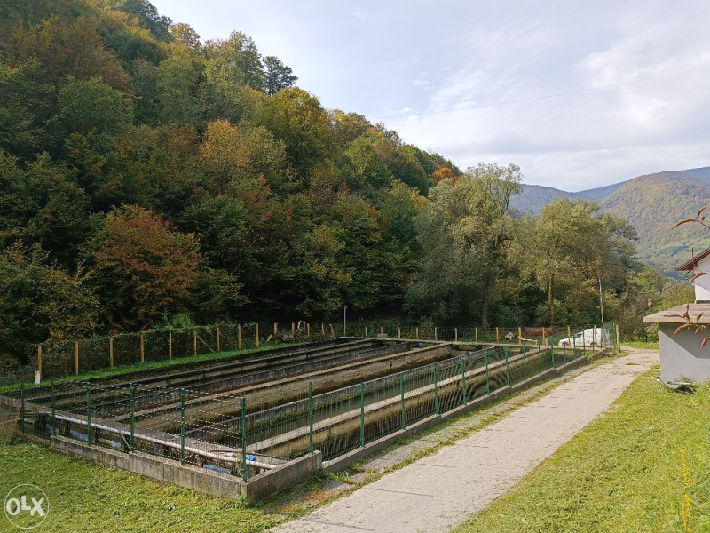 Ribnjak kalifornijske pastrmke prodaja ili iznajmljivanje - Ostalo - OLX.ba