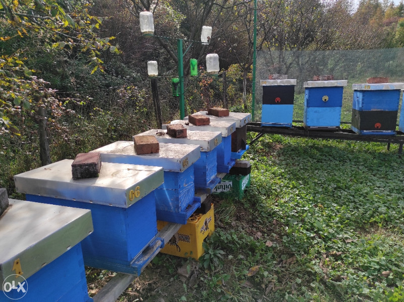 Prirodni pcelinji med - Med i proizvodi od meda - OLX.ba